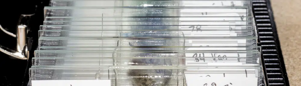 Microscopy for Art Examination: making slide mounts – Cultural Heritage ...